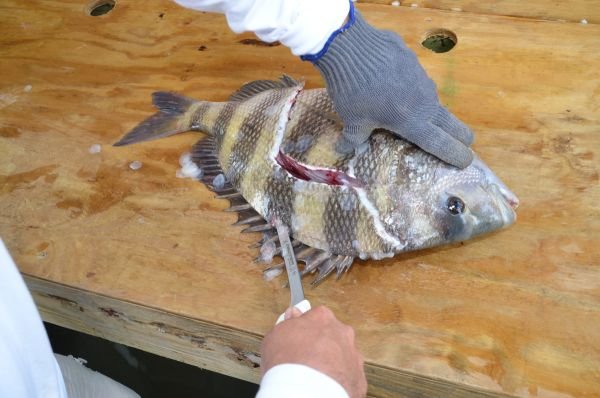 How to Clean a Sheepshead