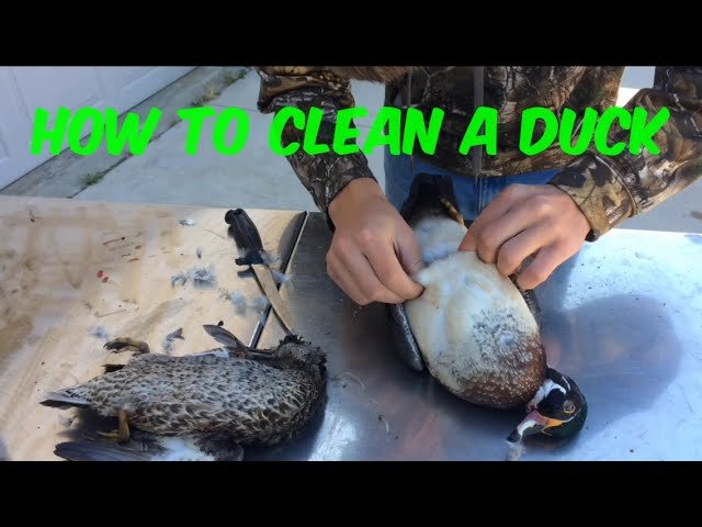 How to Clean a Duck: Step-by-Step Guide for Beginners