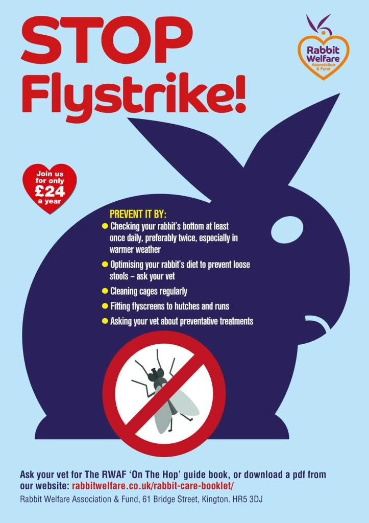 How to Clean a Rabbit's Bum: Easy and Effective Methods