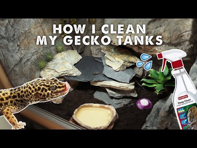 How to Clean Leopard Gecko Tank: Step-by-Step Guide