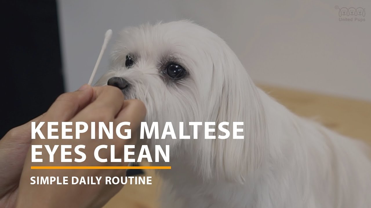 How to Clean Maltese Eyes: Expert Tips and Tricks