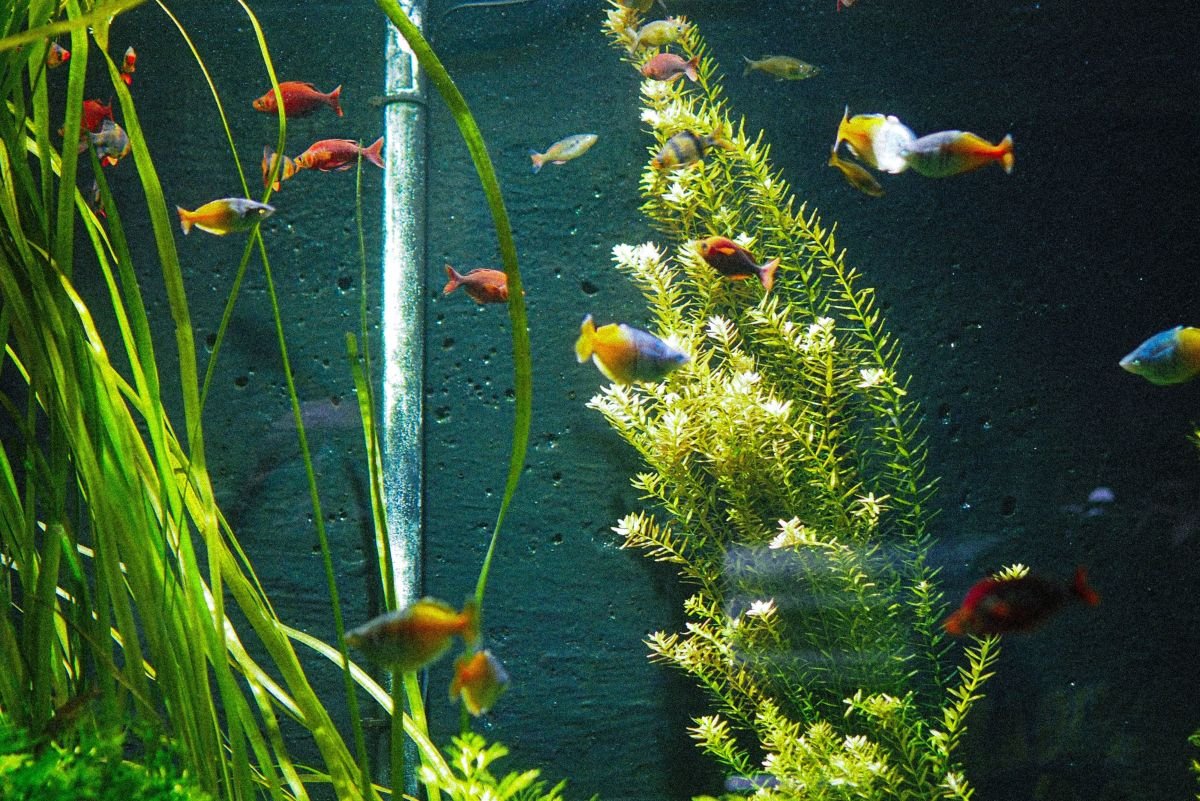 How to Clean Plastic Fish Tank Plants: Easy and Effective Methods