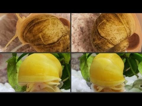 How to Clean Snail Shells: Expert Tips and Easy Methods
